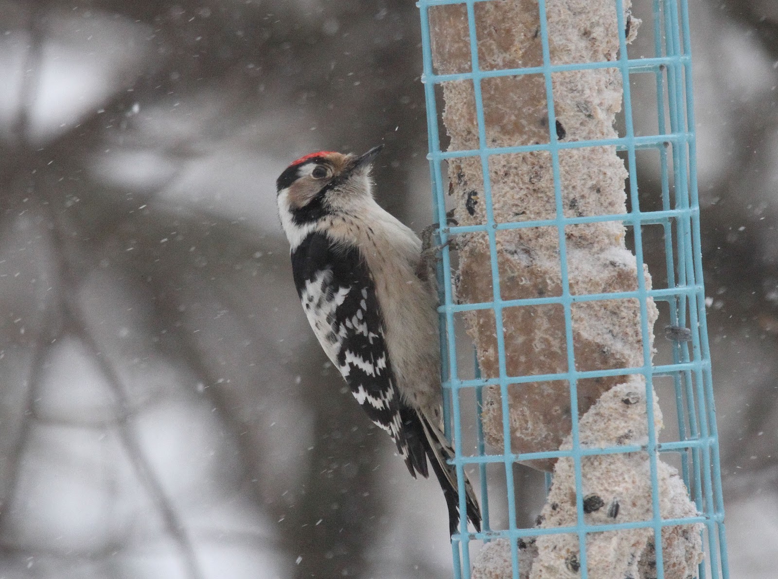 Tuulanhavis: Katariinan pikkutikka
