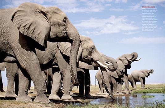 THE HUMAN INFLUENCE: Elephant Overpopulation in South Africa