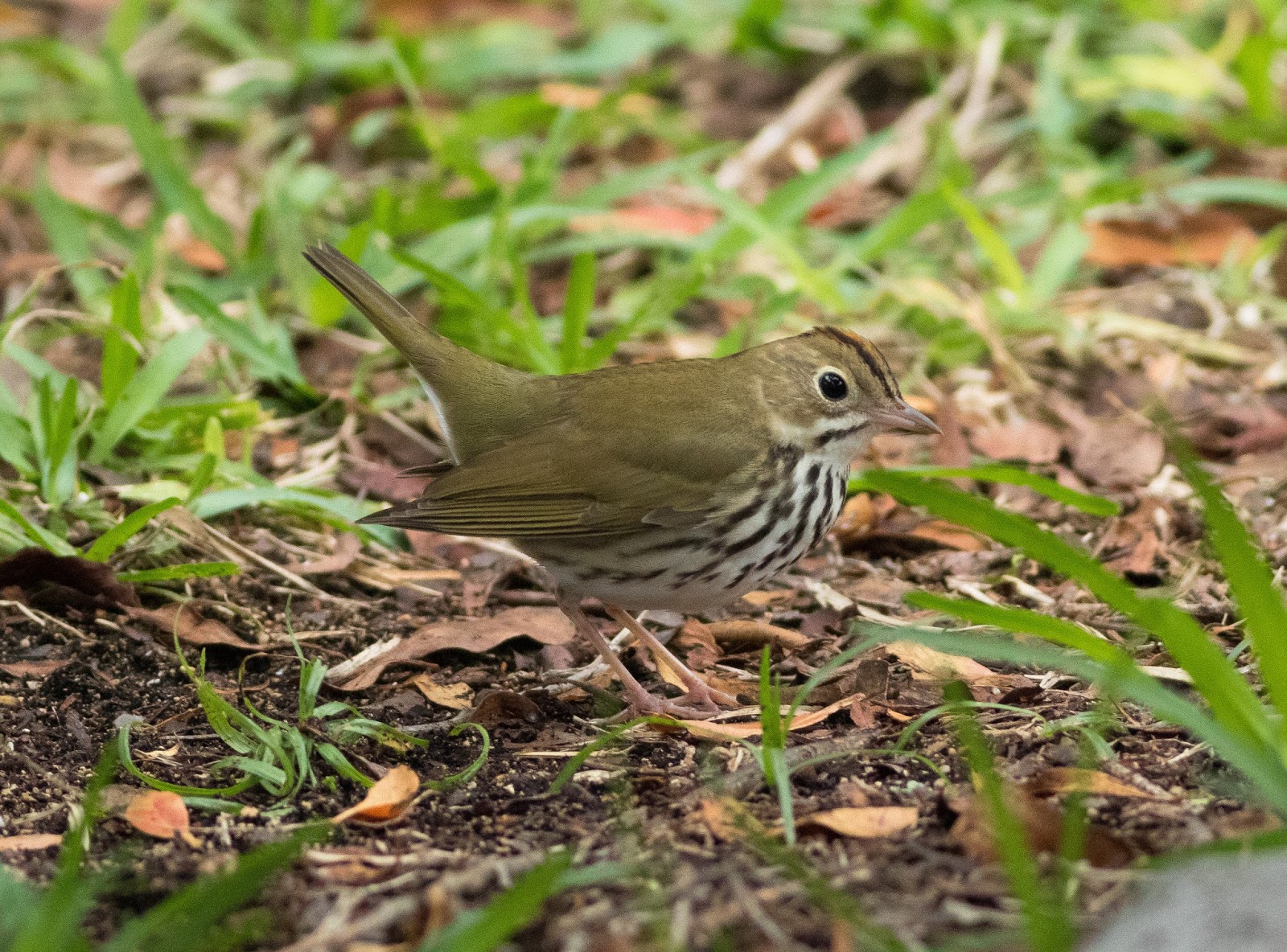 Pixie Birding: Florida Birding Trip Report - Day 8 (The Dry Tortugas ...