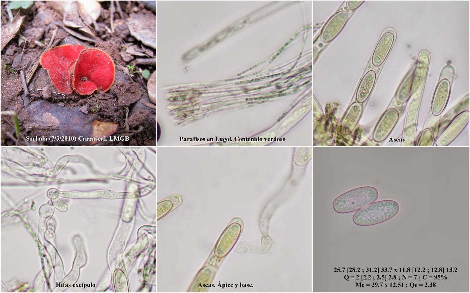 Guía de Setas y Hongos de Navarra.: Sarcoscypha coccínea (Fr)Lamb
