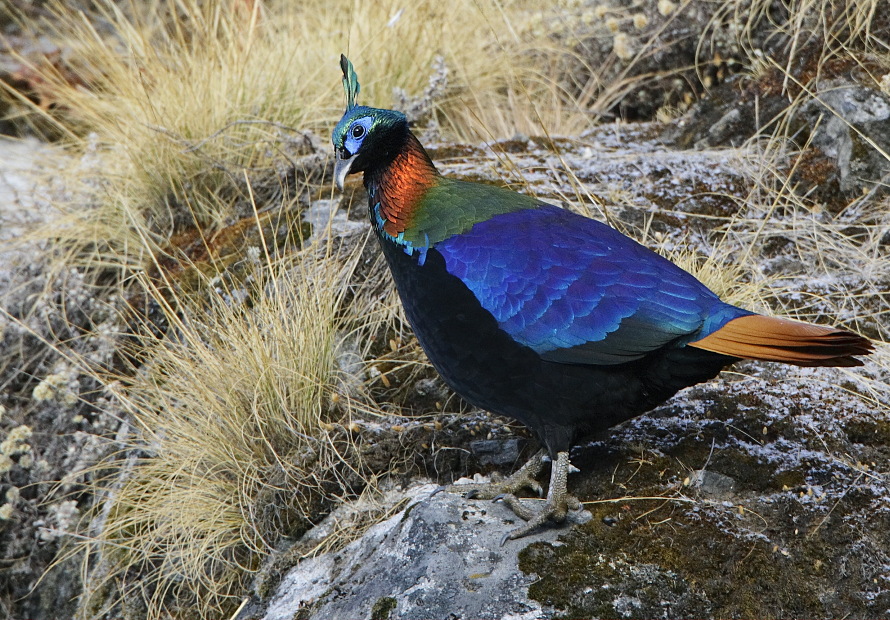 Magec Fatamor: National Bird of Nepal,Lophophorus. Danfe, Dafe