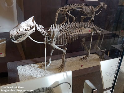 American Museum of Natural History - Advanced Mammals | The Track of Time