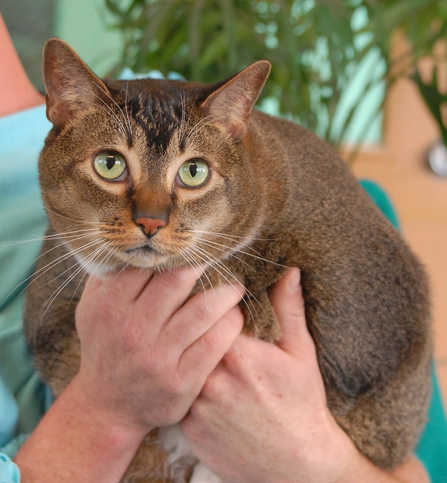 Paul Bunyon, a 24-pound feline for adoption.