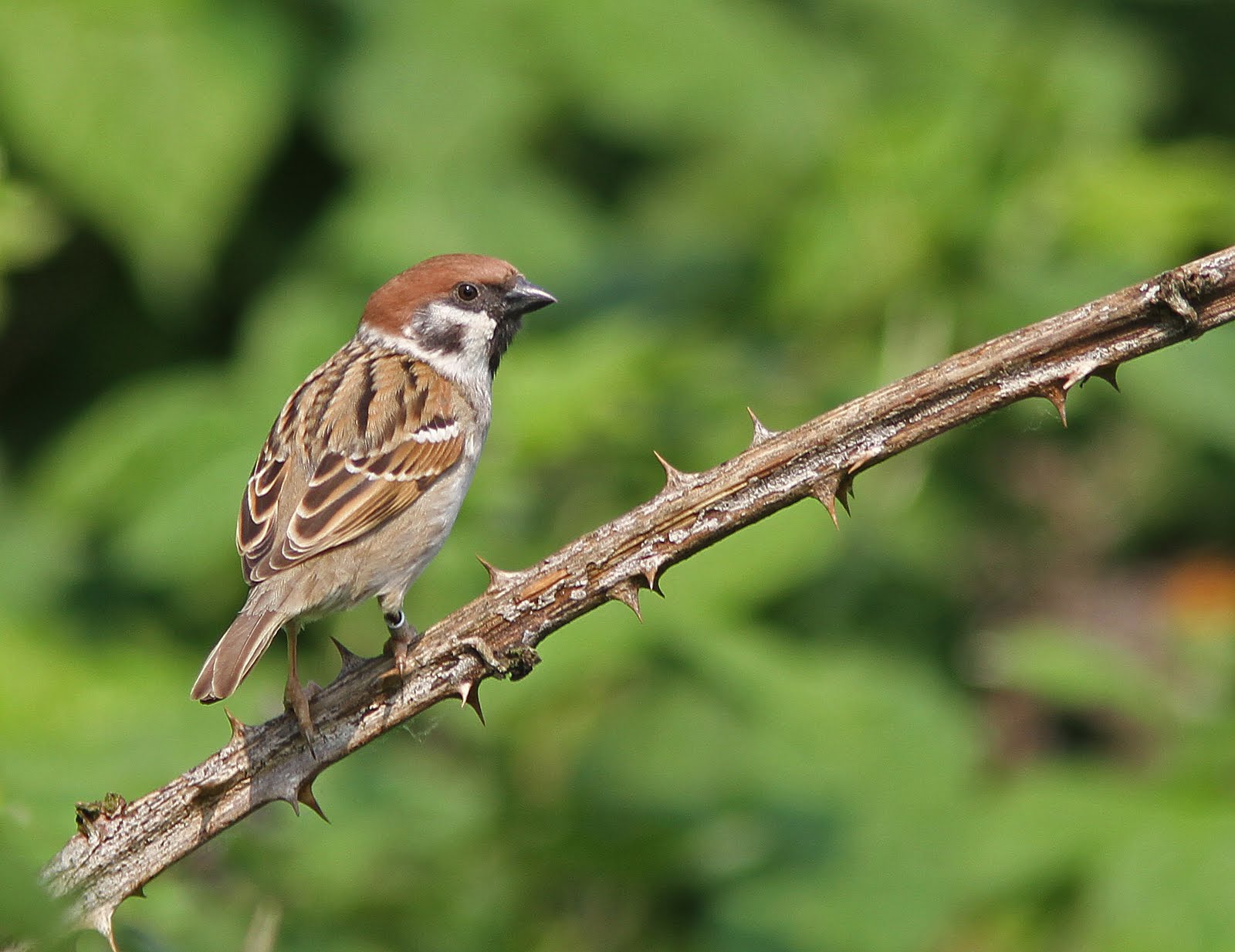 Non-Stop Birding: The London Tree Sparrow Partnership 2012