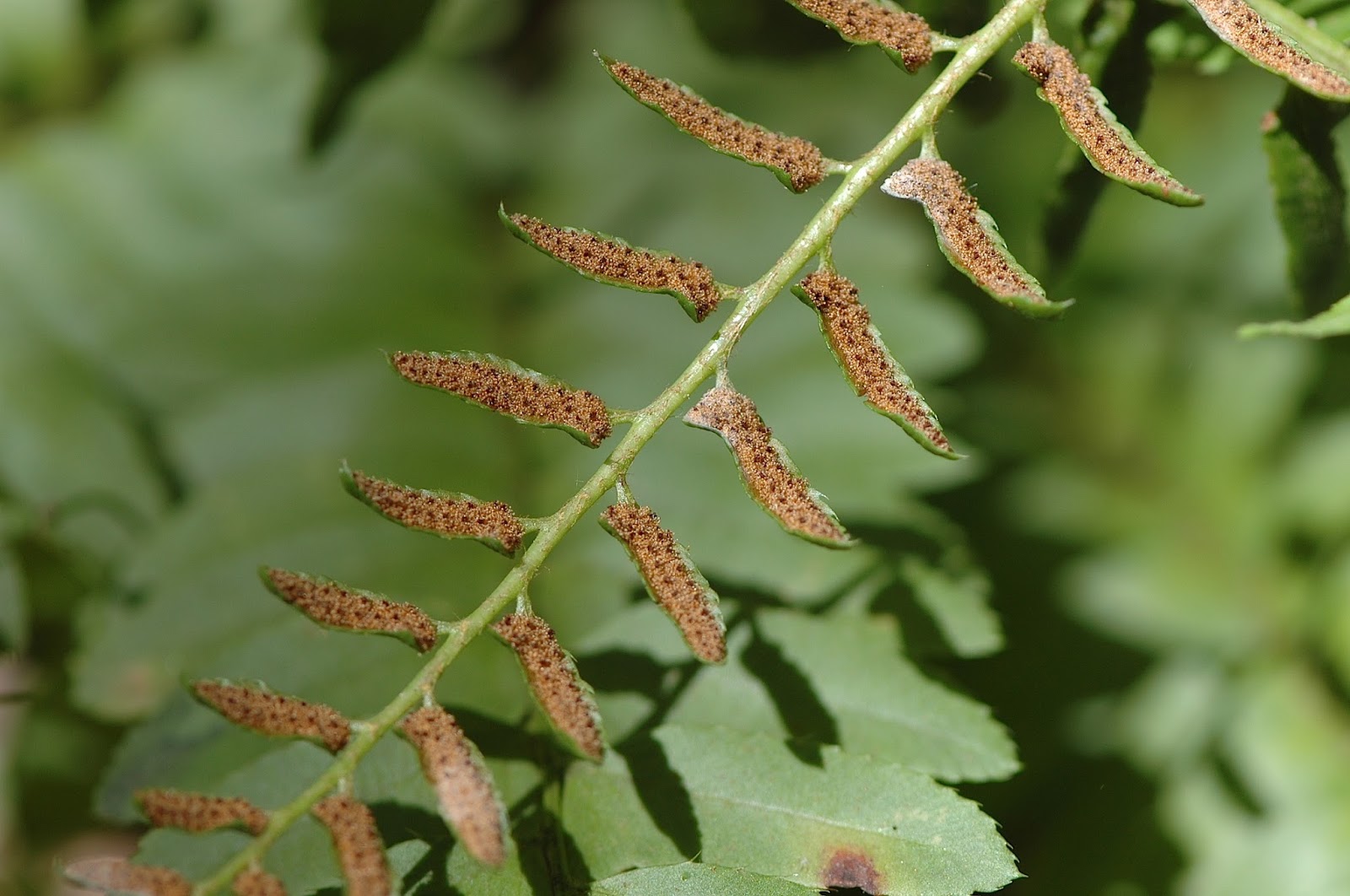 Field Biology in Southeastern Ohio: A Few Ferns