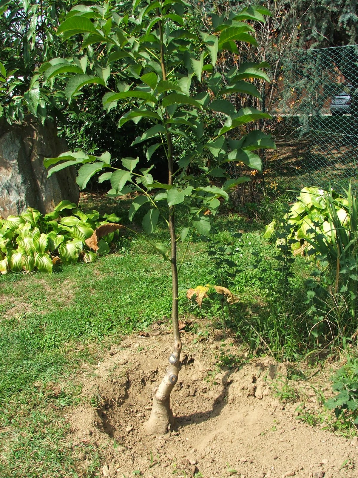 Evoluzione Bonsai : Bonsai di Noce - Juglans regia - Walnut bonsai﻿