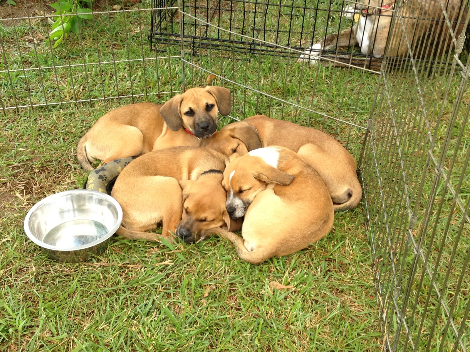For the Love of Dogs: Our First Adoption Event