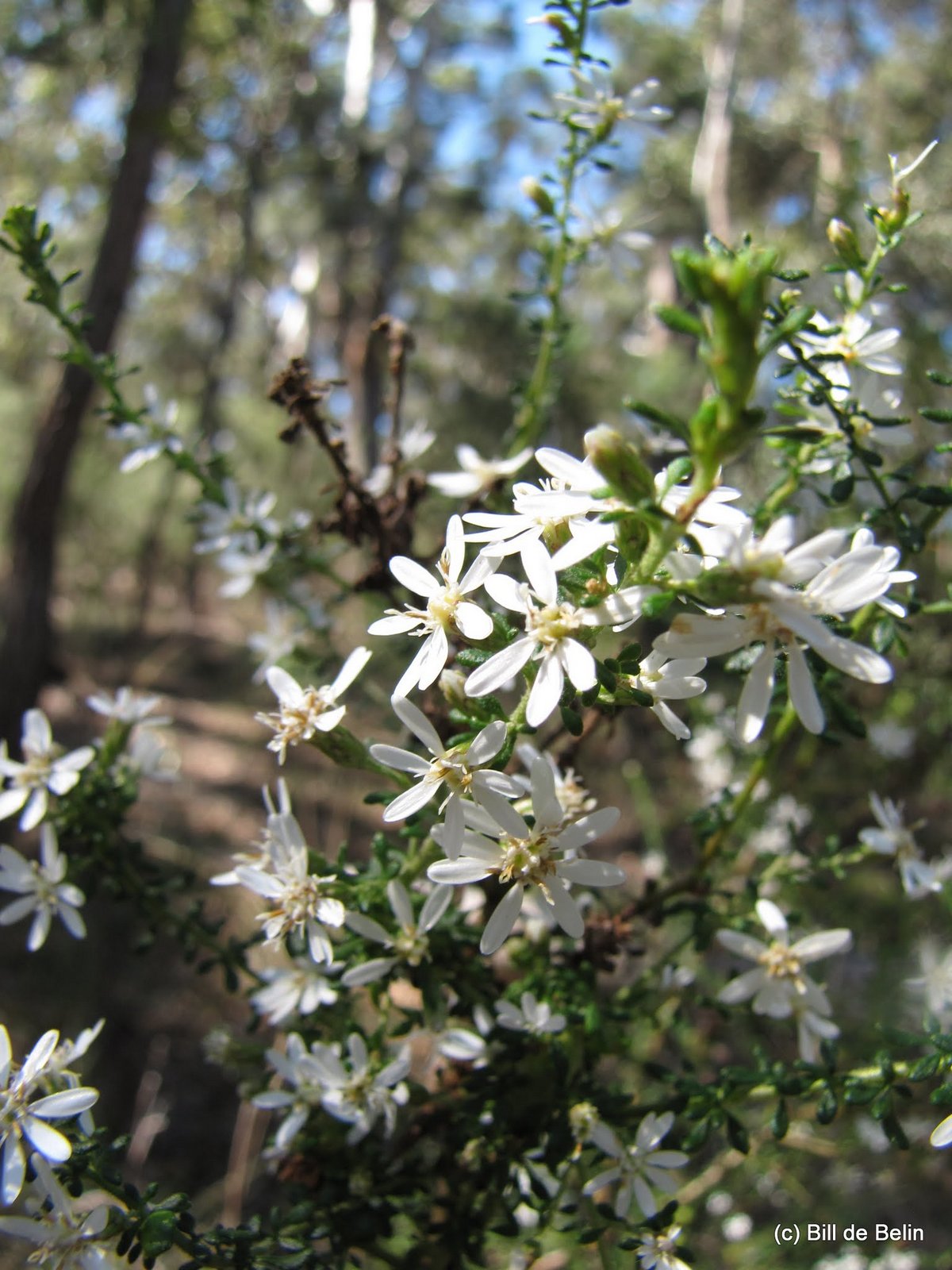 Sydney's Wildflowers and Native Plants: Olearia microphylla - Bridal ...