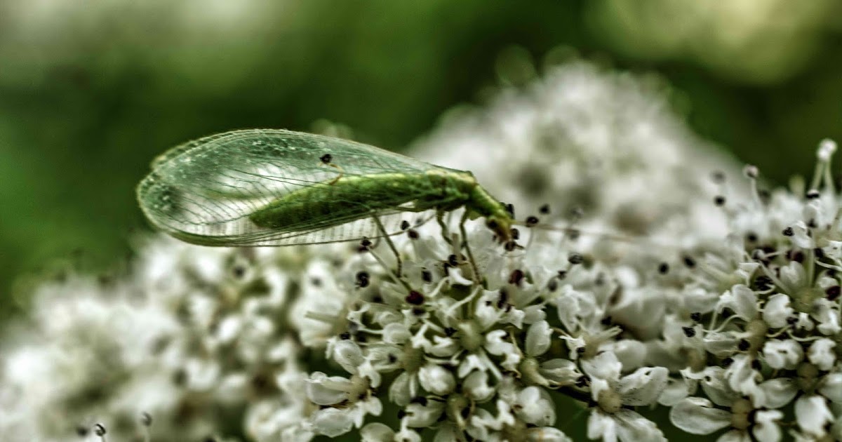 El Blog de Isa y Juan: Chrysoperla carnea