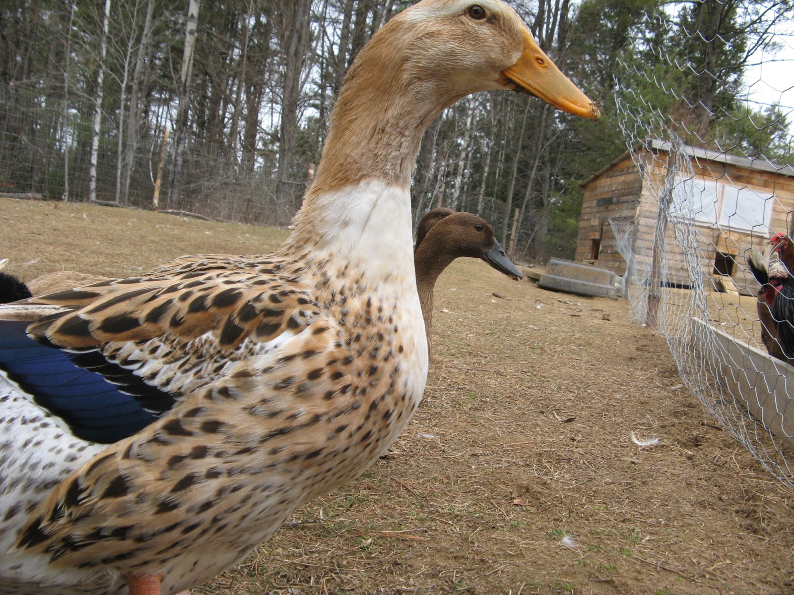 Animal Instinct: A Day With Ducks