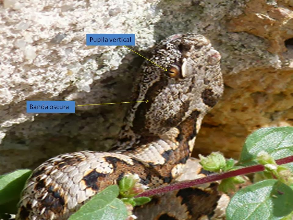 BIZIARIKLIK: Víbora Hocicuda (Vipera latastei)