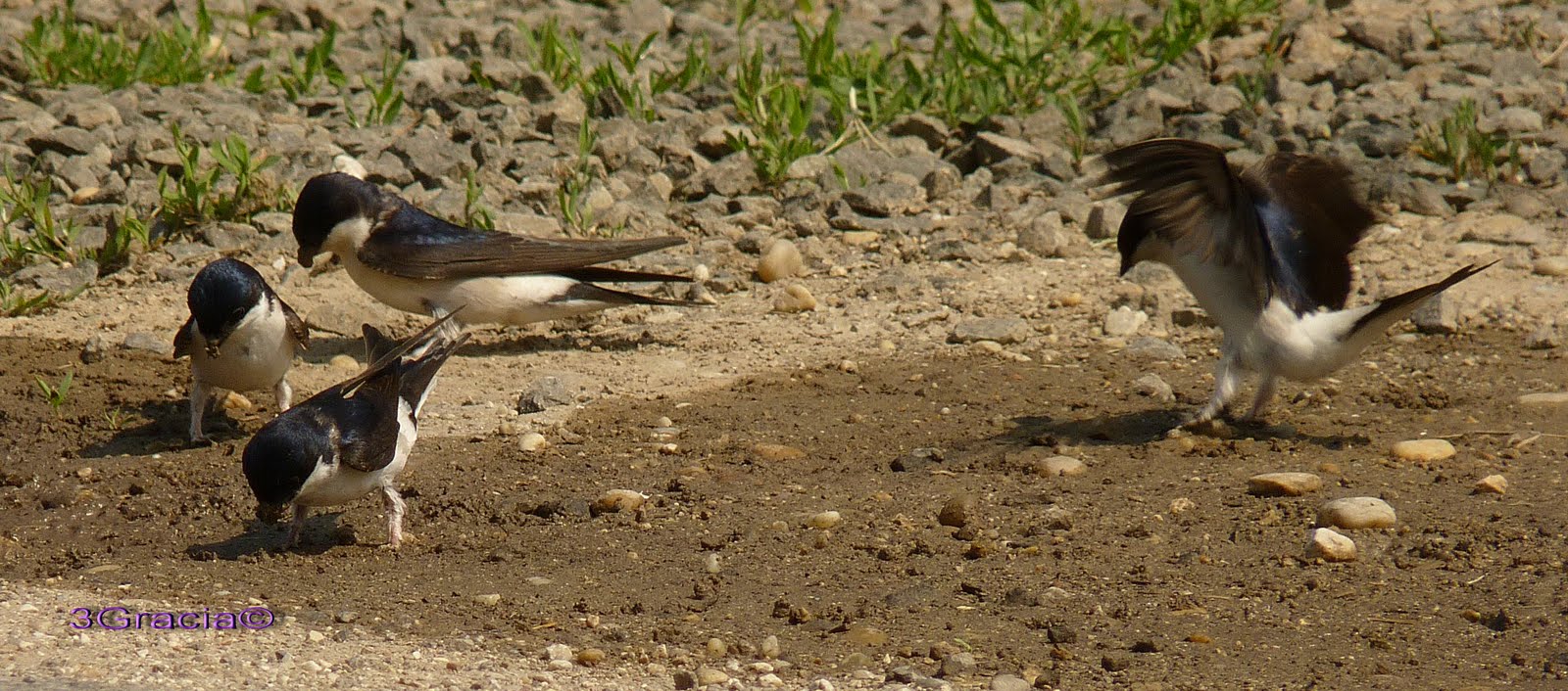 Kertünk madarai - kertem madarai: Egy (molnár) fecske nem csinál nyarat
