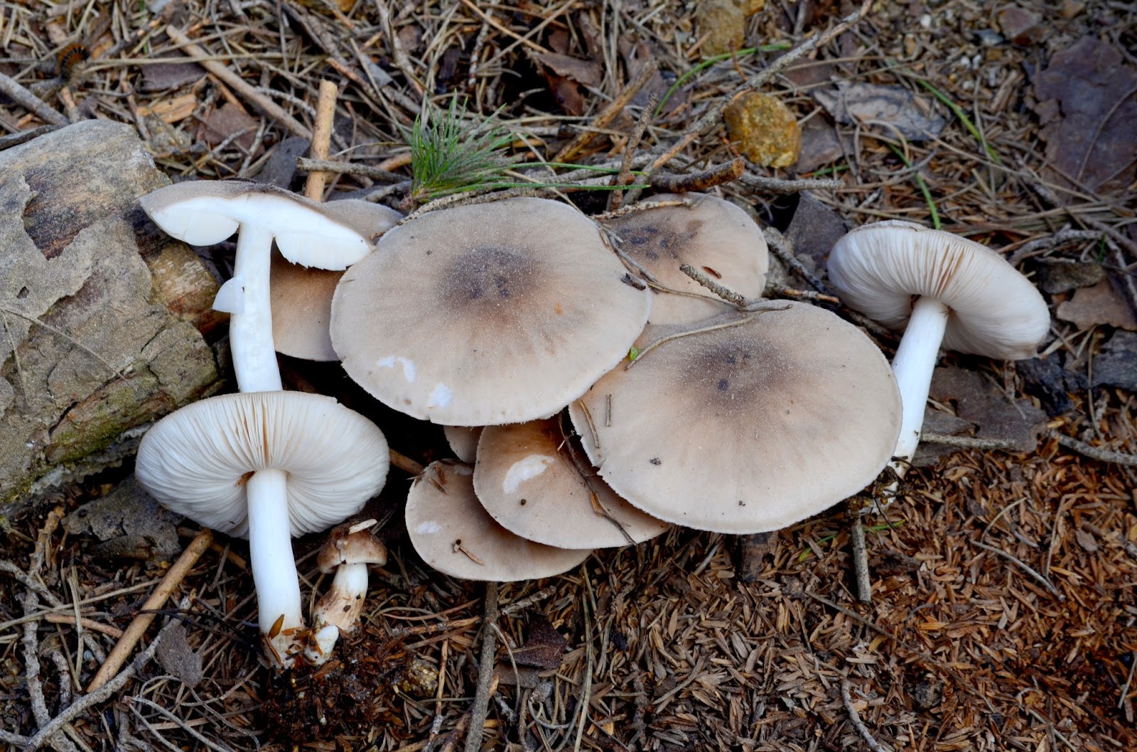 Setas Extremadura : Pluteus Salicinus