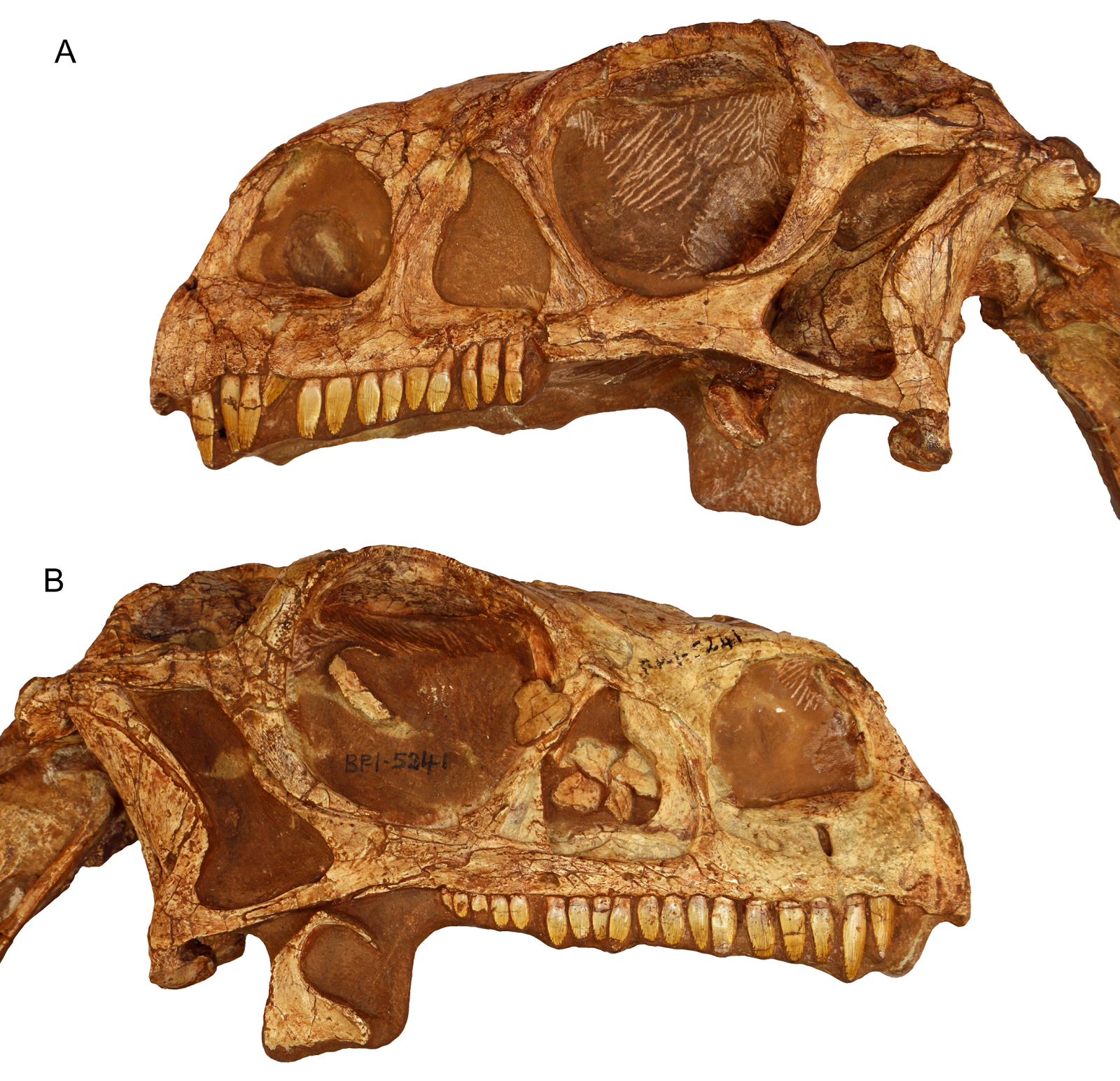 Species New to Science: [Paleontology • 2018] A Revised Cranial ...
