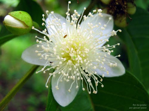Terapia Floral e Qualidade de Vida: AS VIRTUDES DA GOIABEIRA