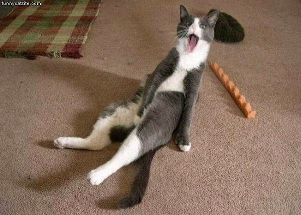 Funny Crazy Cat Pictures | Crazy Cats