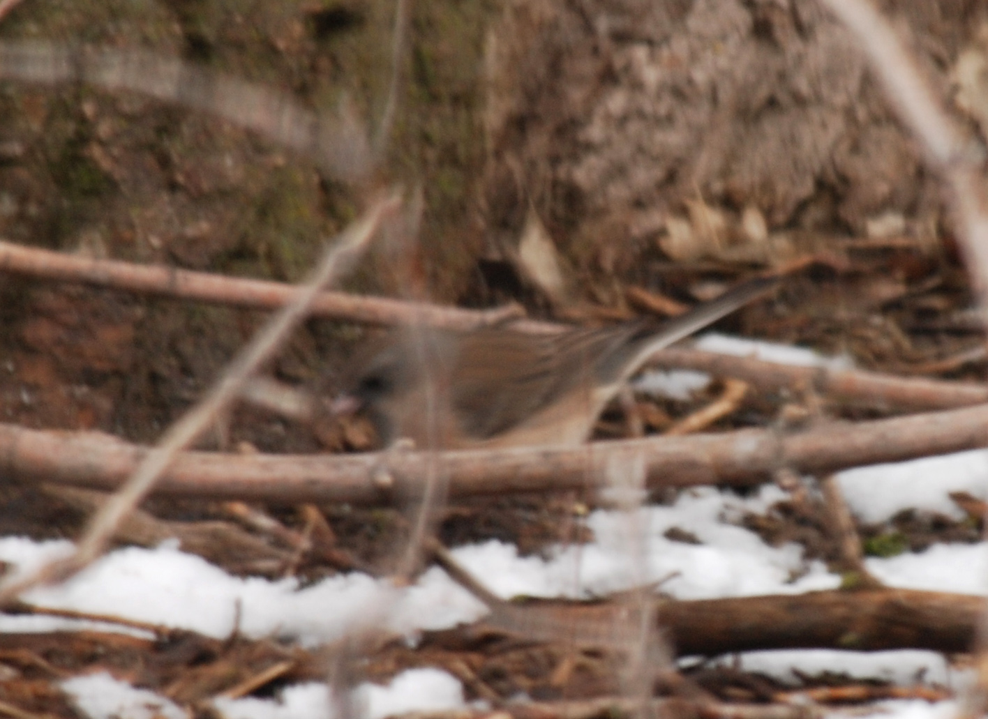 200 Birds: Possible Dark-eyed Junco x Song Sparrow Hybrid