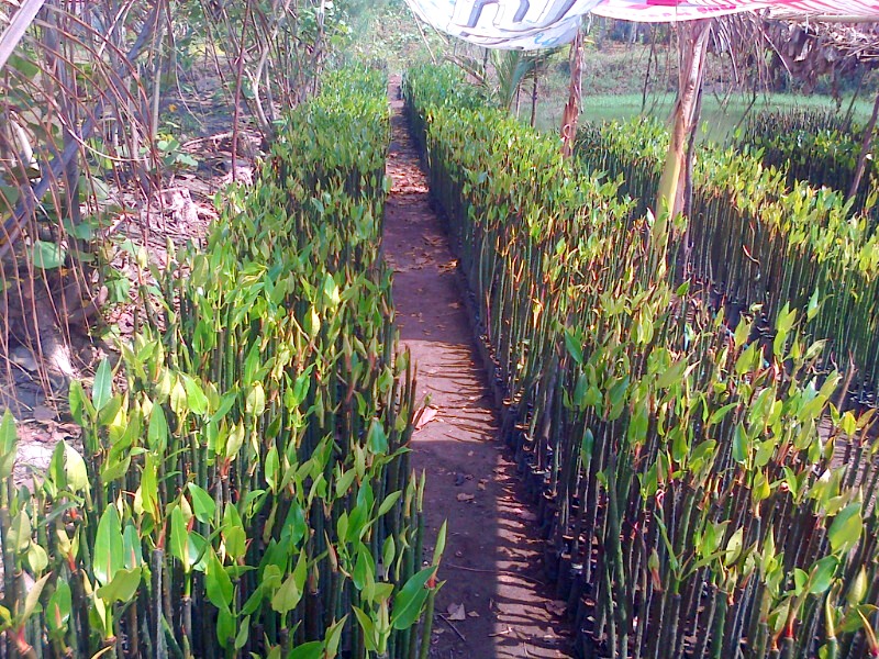 Bibit Mangrove