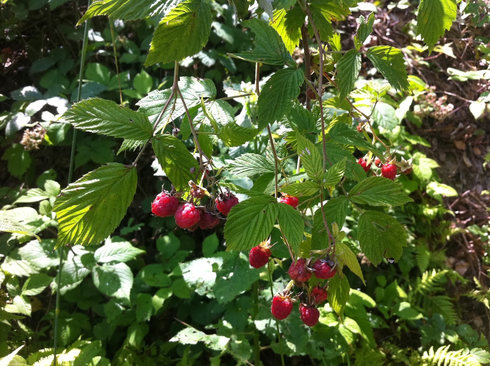 Ciuperci Ana Lugojana: ZMEURA SALBATICA GALBENA