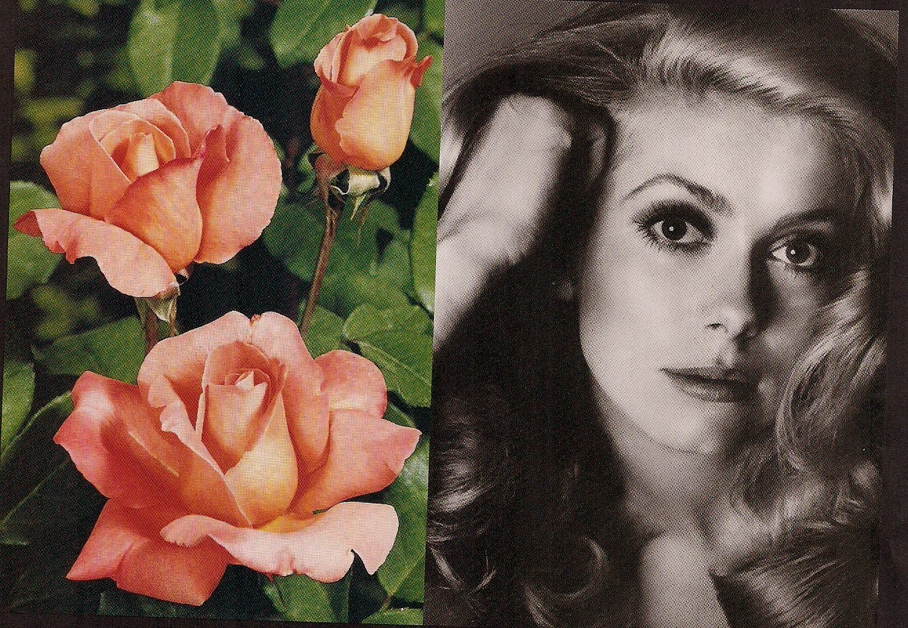 Ancora rose & celebrità