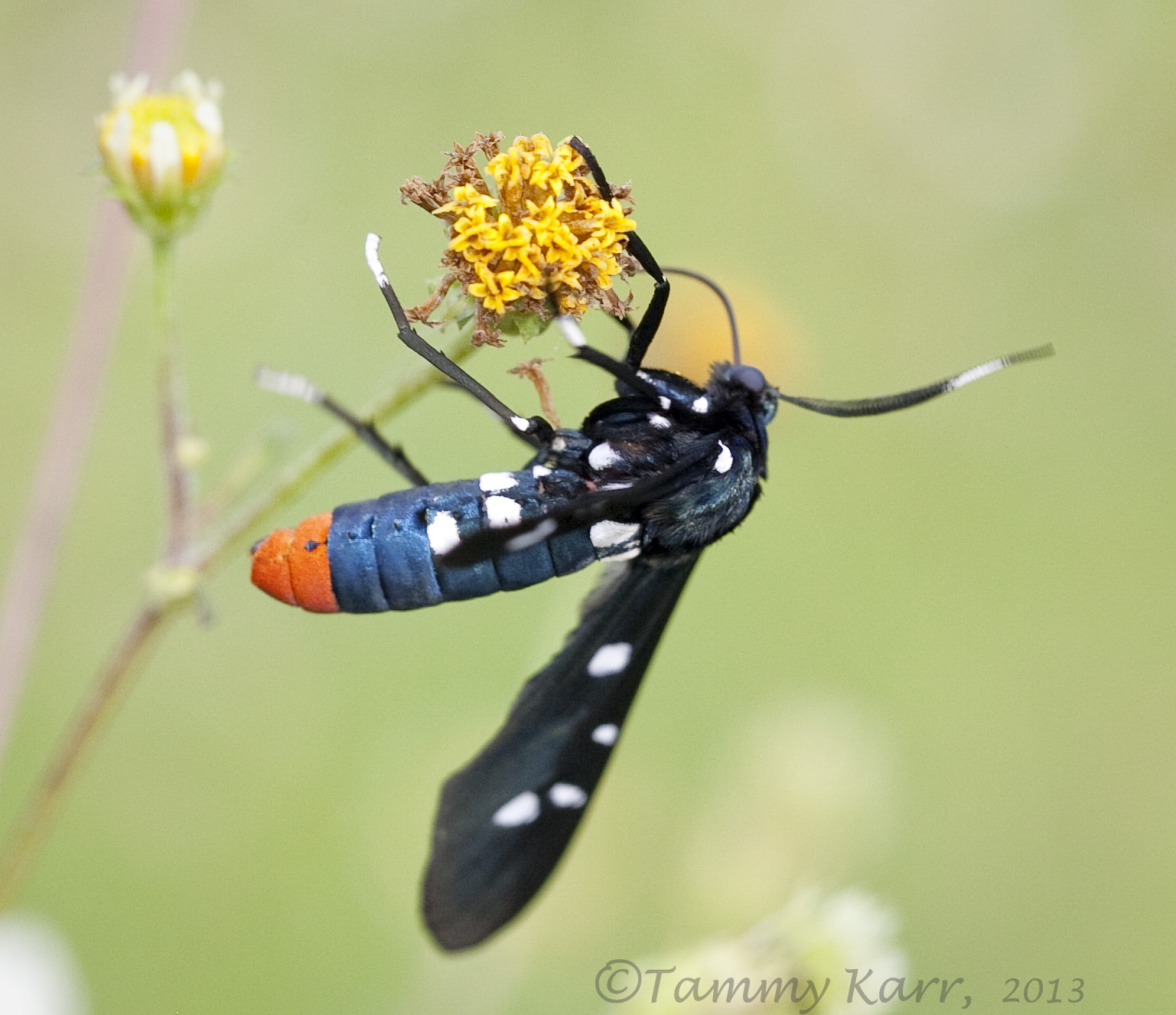 i heart florida birds: Recent Butterflies & Moths