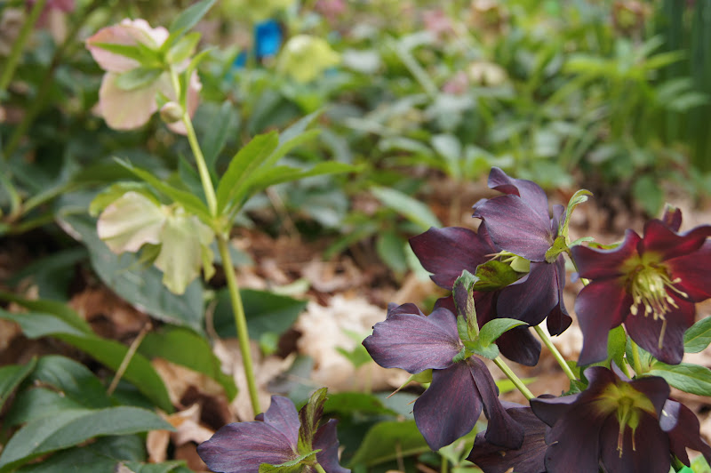 Wordless Wednesday: Picadilly Farms' 20th annual Hellebore Days