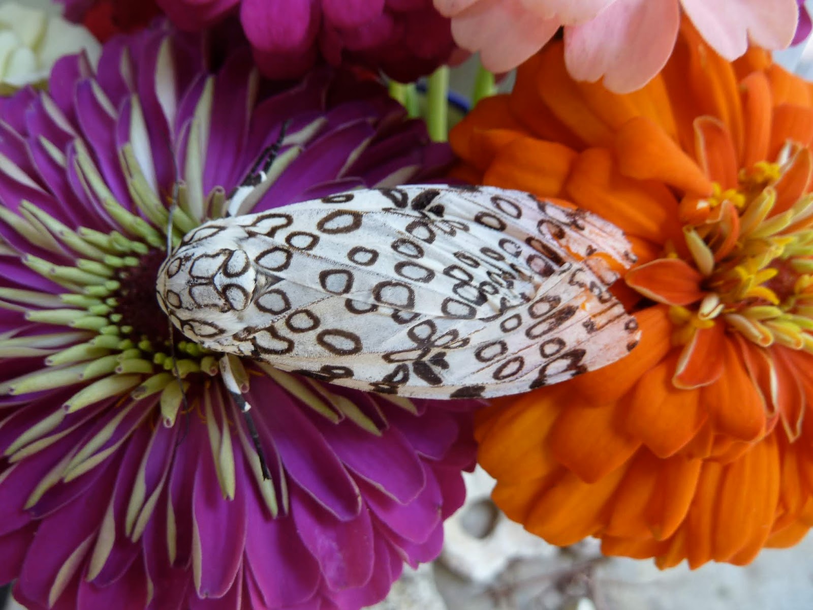 Springfield Plateau: Giant Leopard Moth