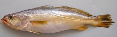 The Richard Francois Blog: The rise to prominensce of Banga Mary