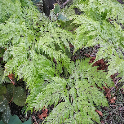 "Verdade//aspas" : 👪 Davalliaceae (Davallia fejeensis)