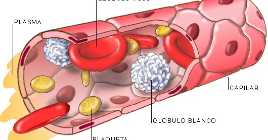Composición de la Sangre: COMPOSICIÓN DE LA SANGRE