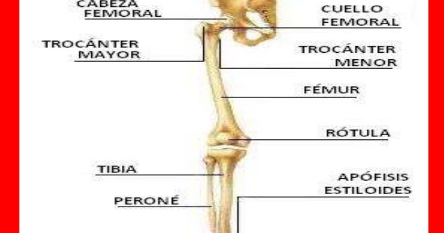 HUESOS DE LAS EXTREMIDADES INFERIORES - Imagenes de Amor Bonitas