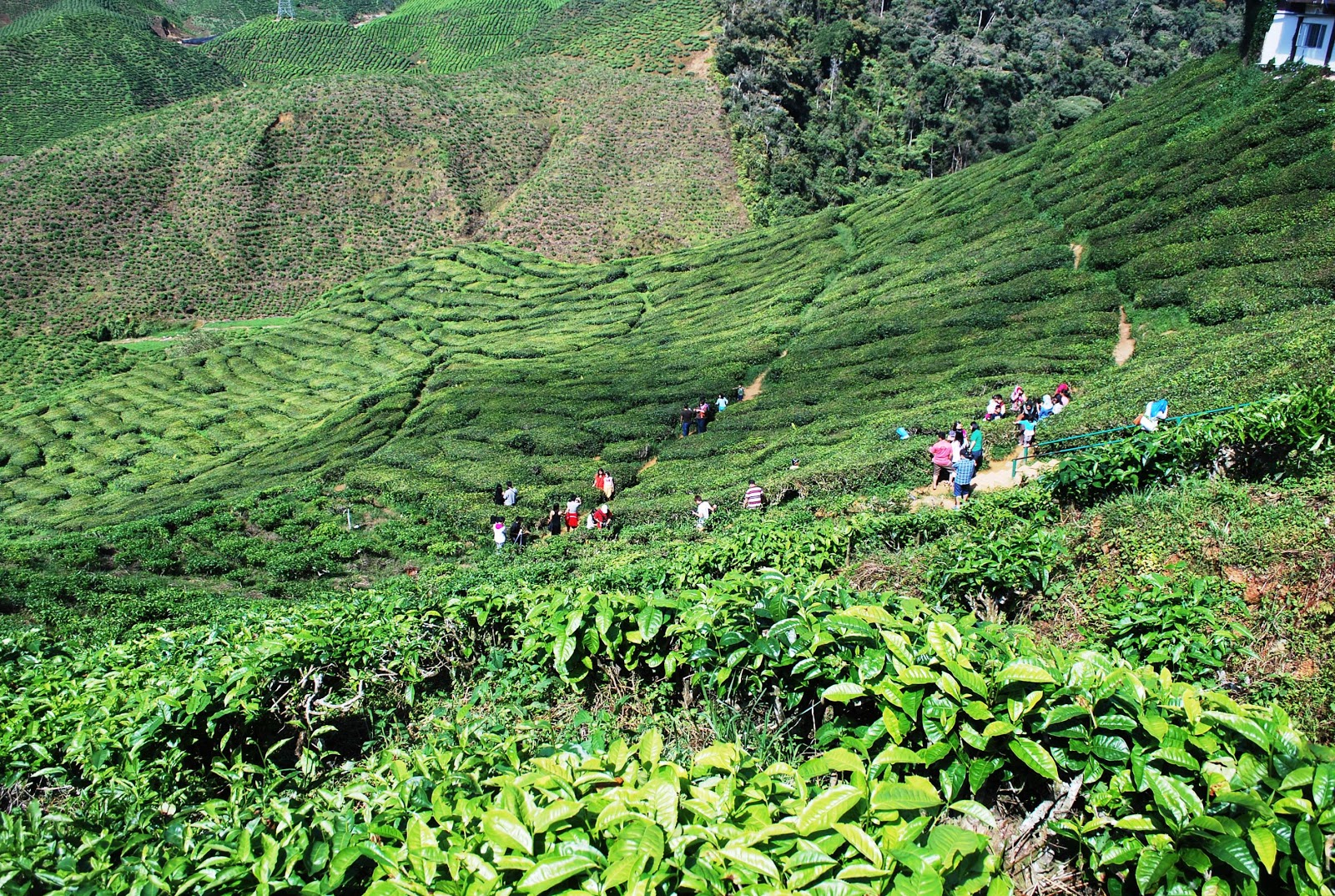 I'm Curious Too: Cameron Highlands-Gunung Irau