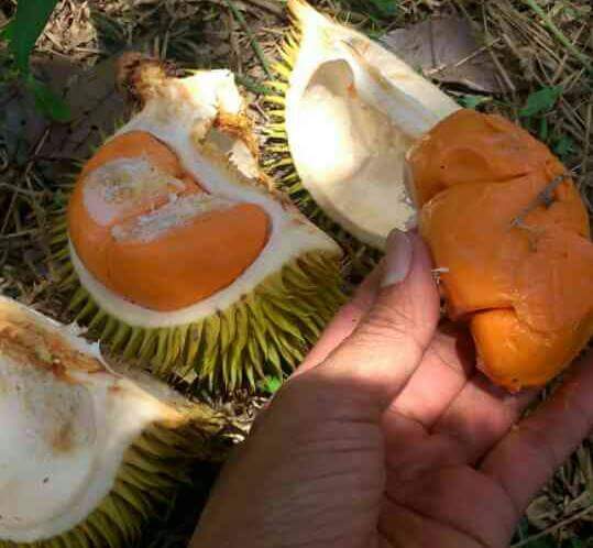 Buah Durian Lai Khas Hutan Kalimantan - www.elangalap.com
