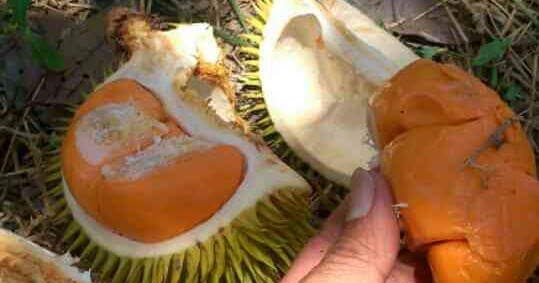 Buah Durian Lai Khas Hutan Kalimantan - www.elangalap.com