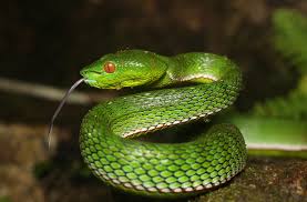 Arunachal Pit Viper / Pit viper of India - ANUKUL