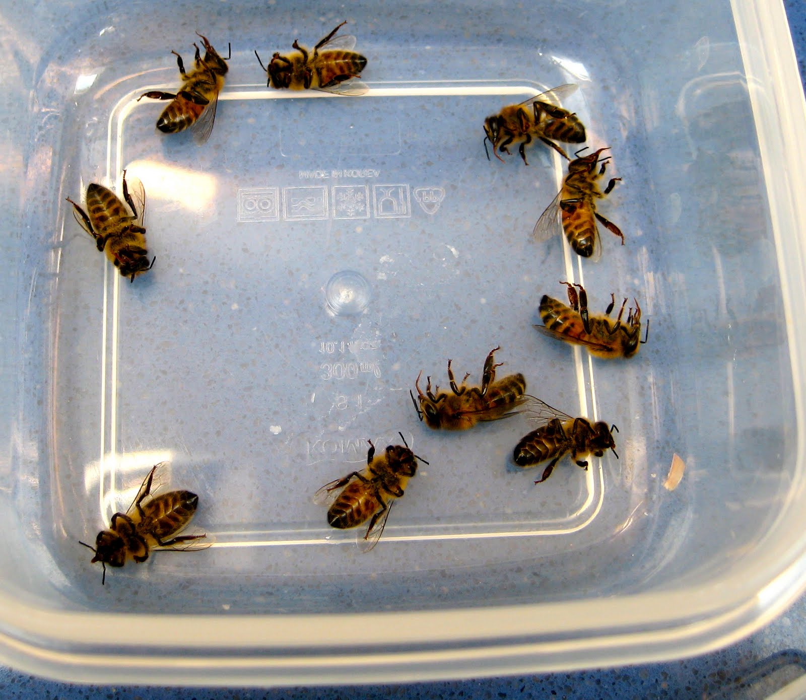 Diary of a novice bee-keeper: Carbon Dioxide Experiment