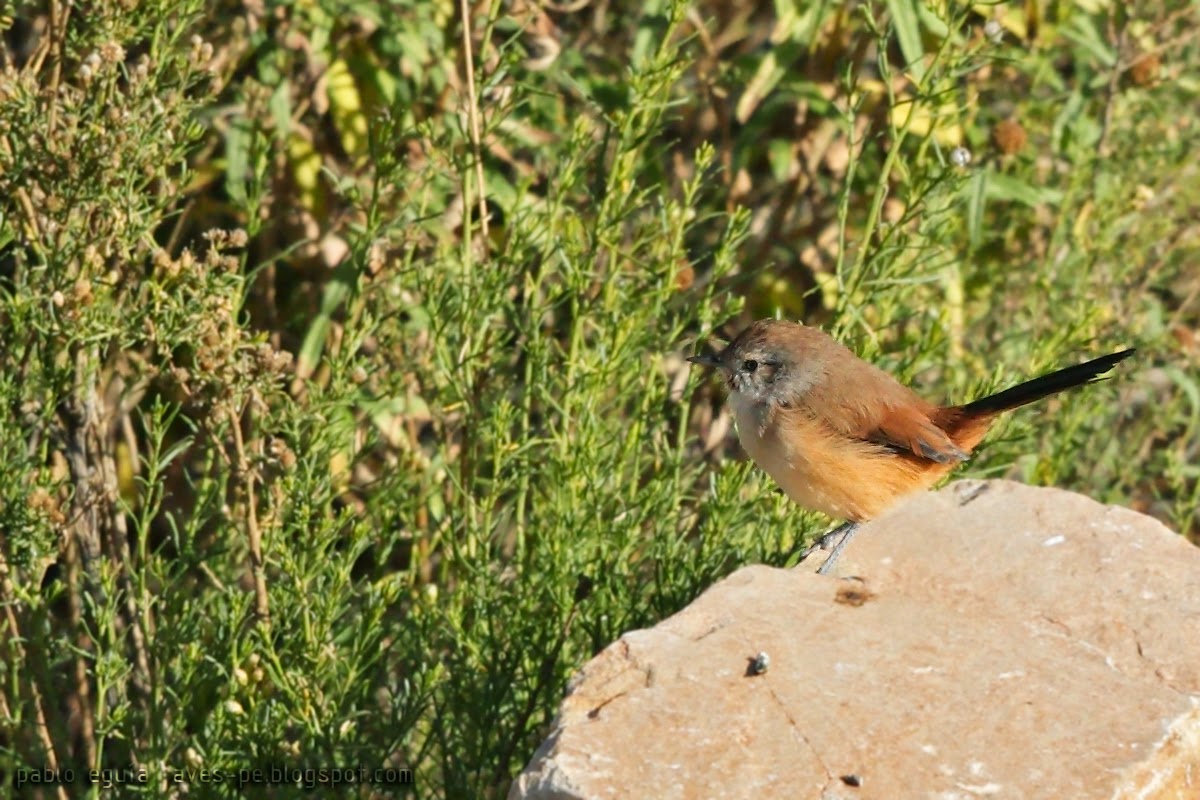 mis fotos de aves: Asthenes dorbignyi Canastero Rojizo Creamy-breasted ...