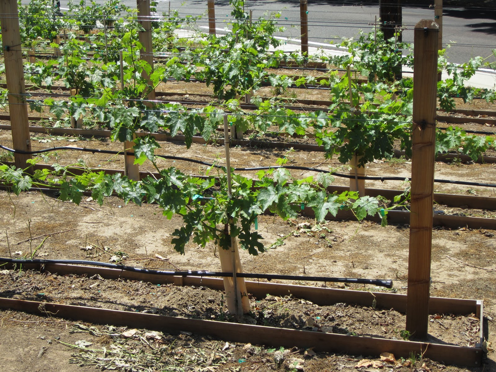The Frontyard Vineyard: Cordon Training
