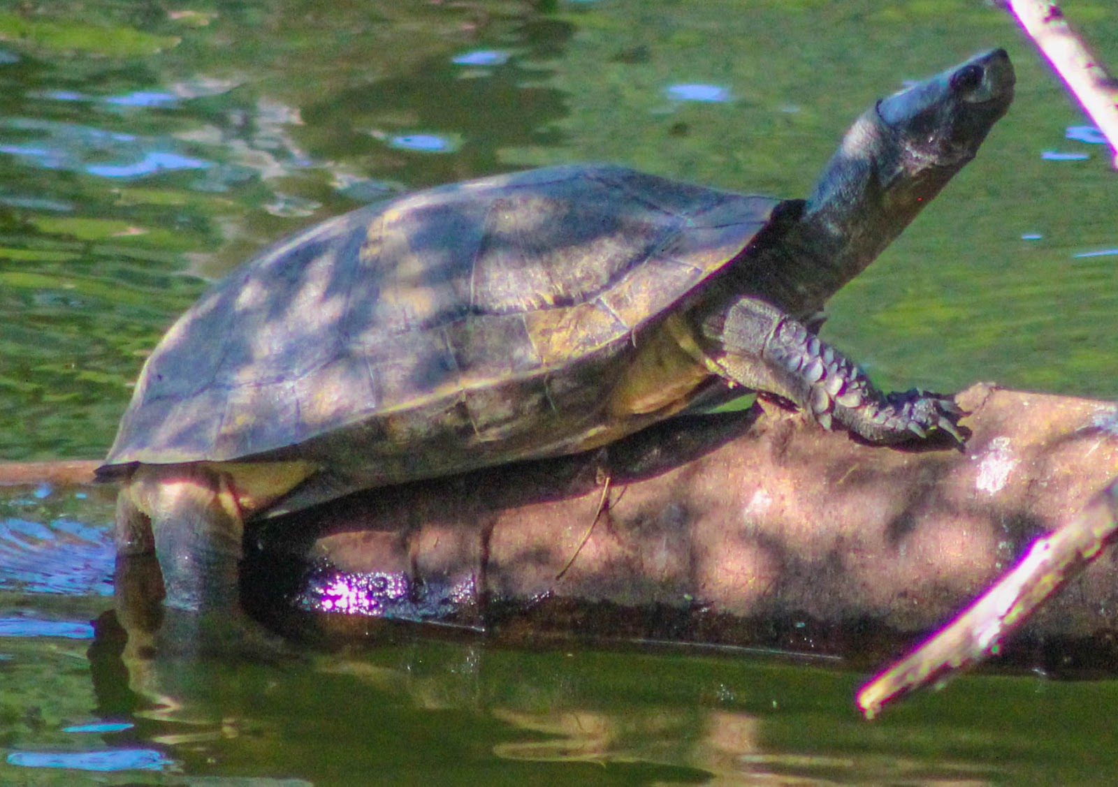 Cannundrums: Sri Lanka Black Turtle