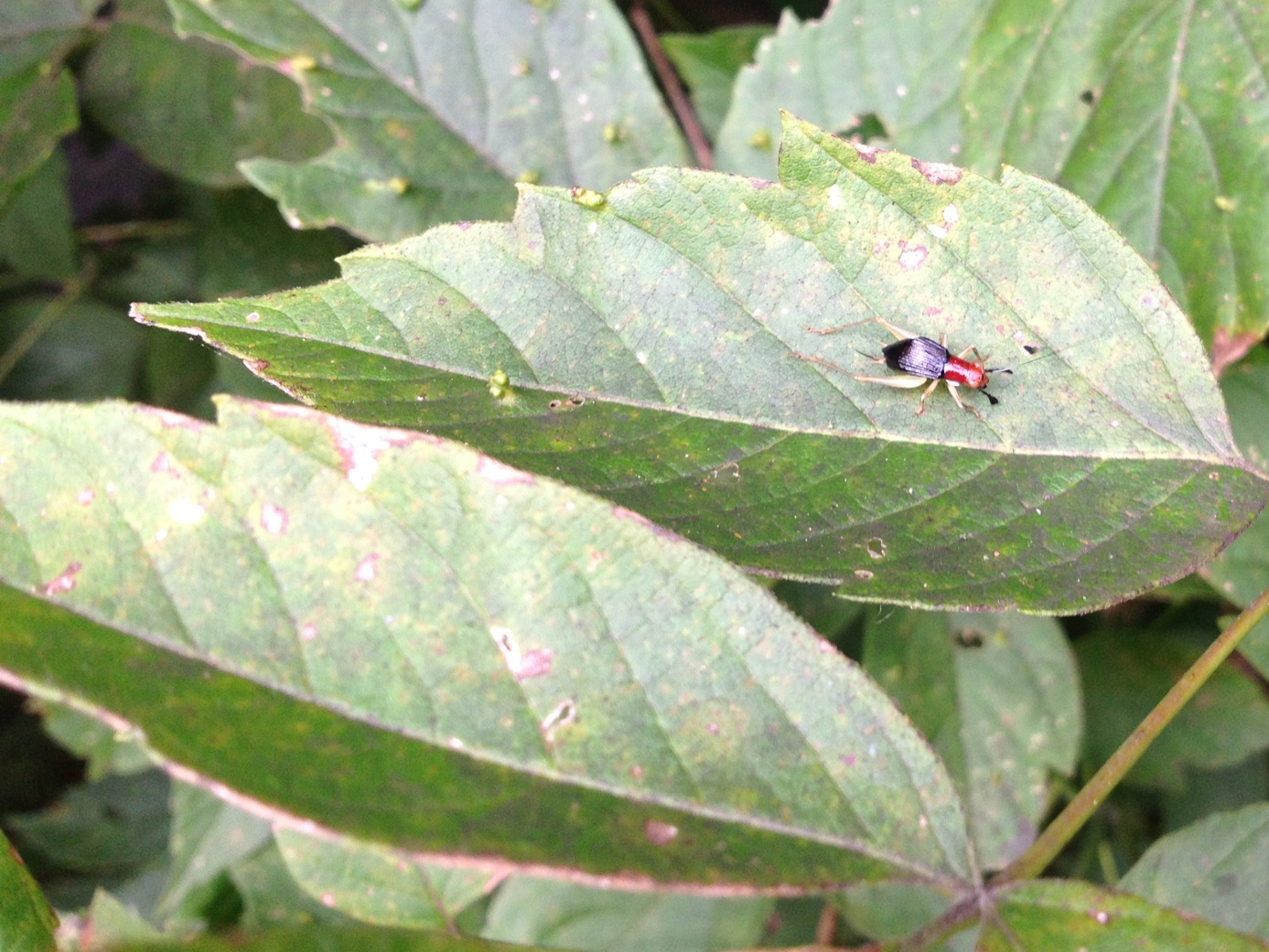 Real Monstrosities: Handsome Trig