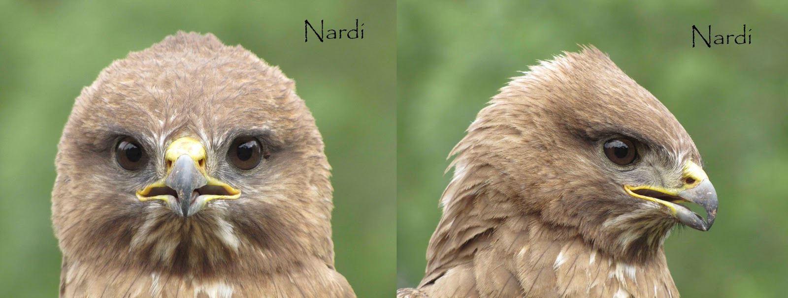 NARDILEON: Ratonero común, Busardo ratonero (Buteo buteo)