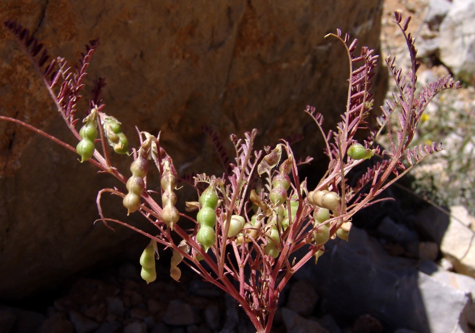 Fava Beans (or Broad Beans): Bitter Vetch (or Ervil)