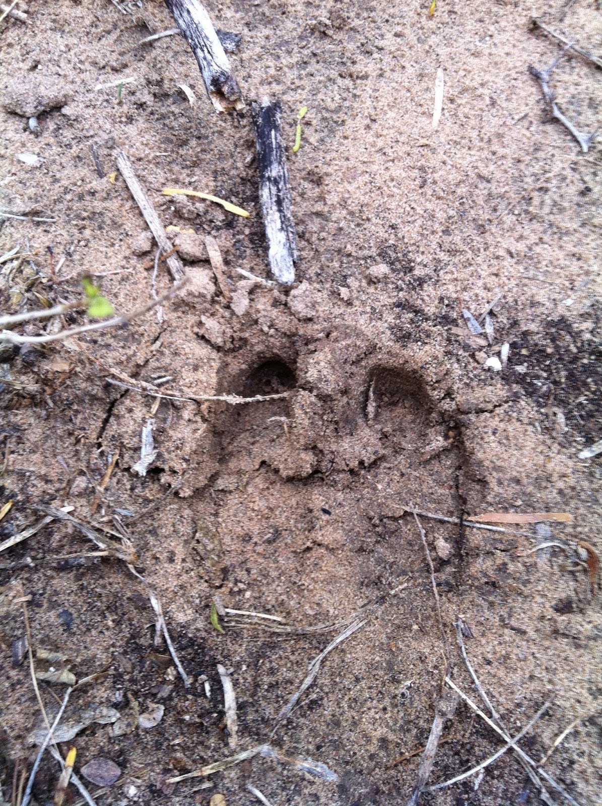 Woods Roamer: The Two Sides of Tracking....