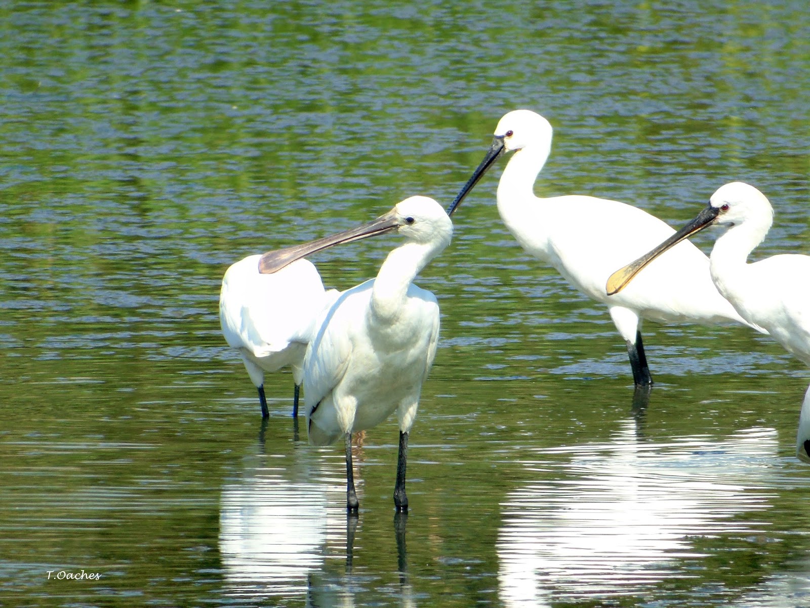 PASARI DIN ROMANIA: LOPATAR, Platalea leucorodia