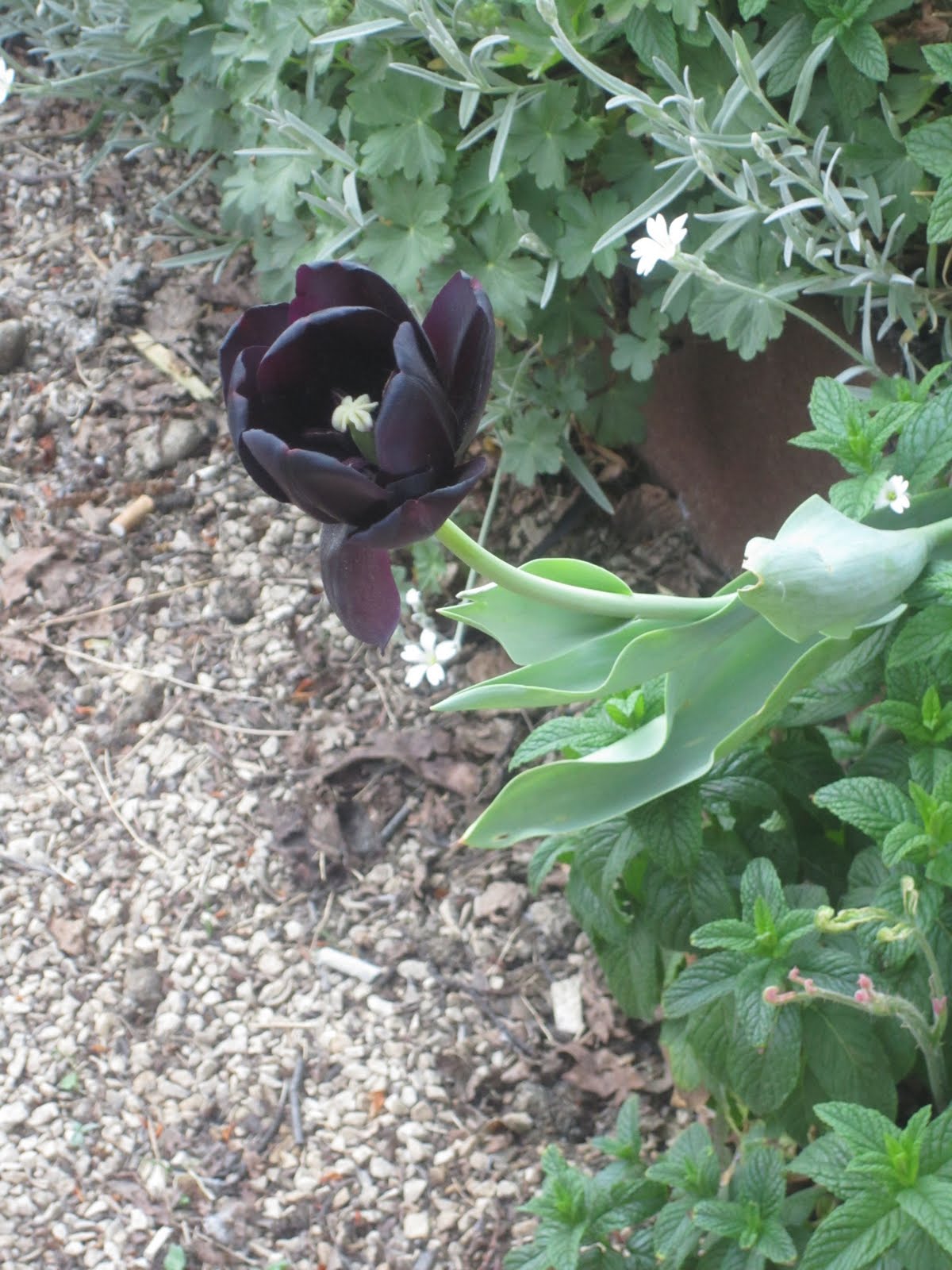 Tripping: Weed and Windmills