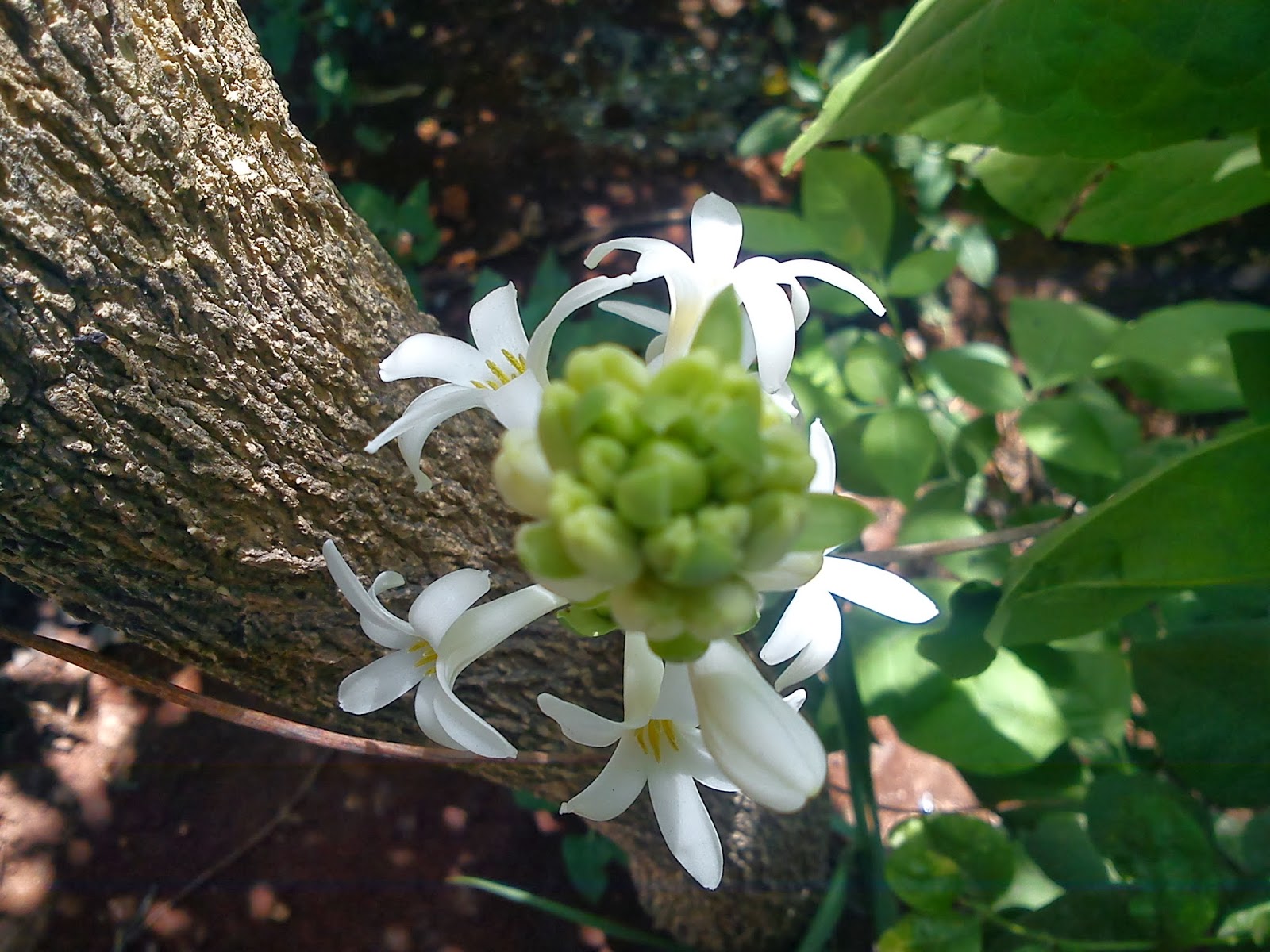 sagar: Rajnigandha (Gulchadi) Flower