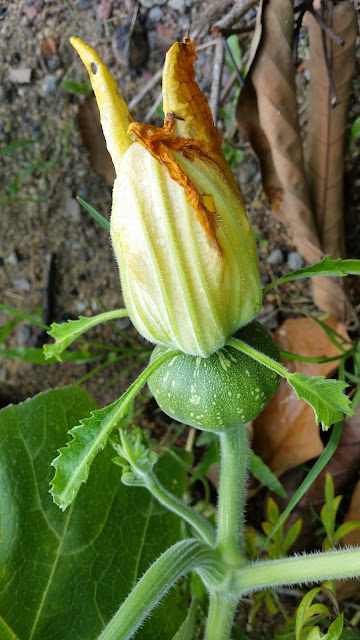 Warisan Petani: Pokok Labu Manis