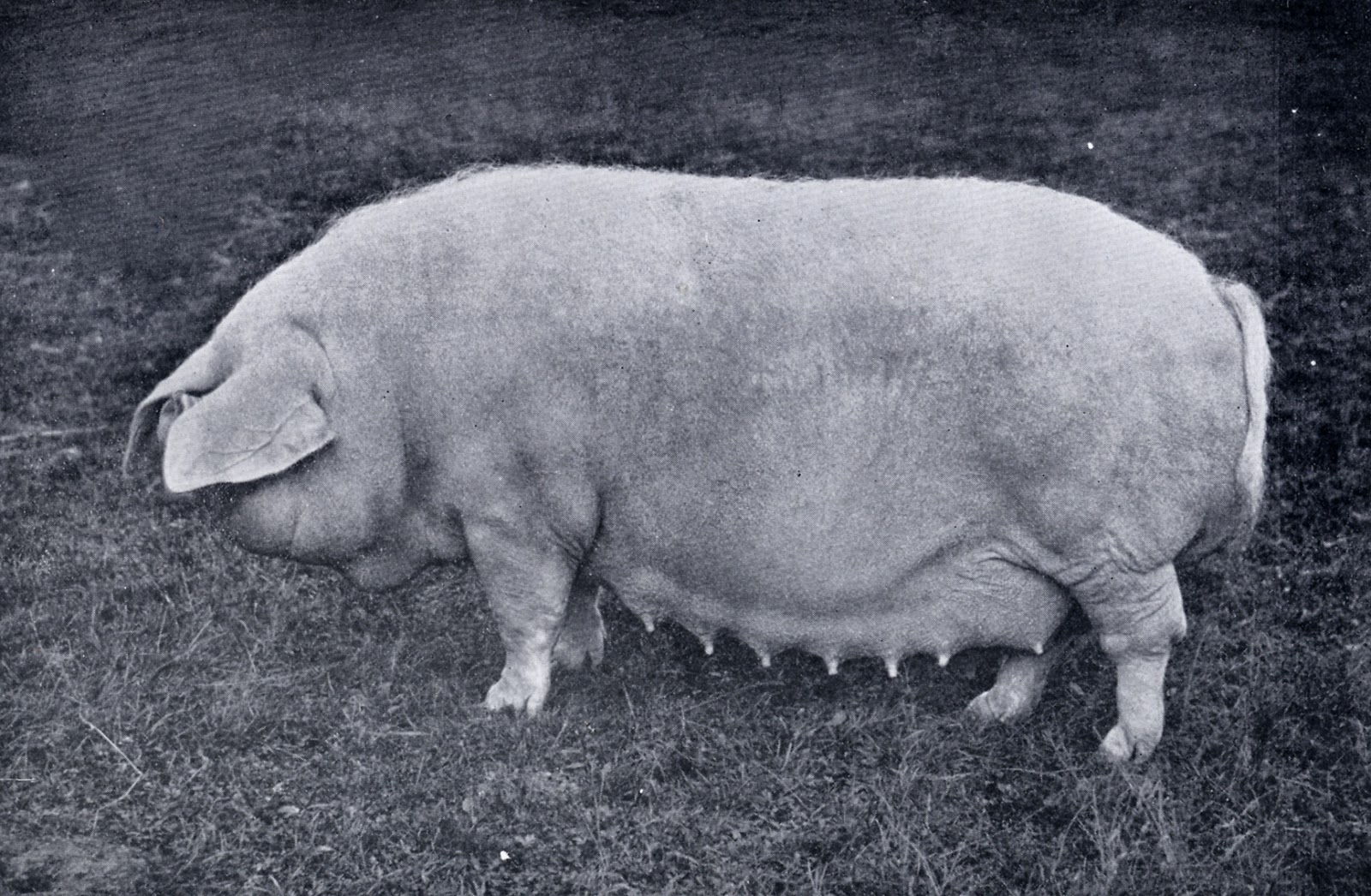 Solway Past and Present: Pigs