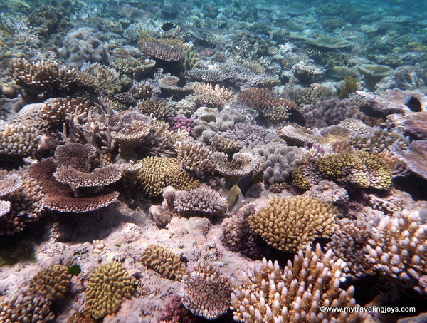 Snorkeling Among Colorful Coral in the Great Barrier Reef ~ My ...