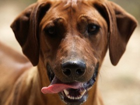 Spa Canino Rizos & Caprichos: ESTRÉS EN LOS PERROS